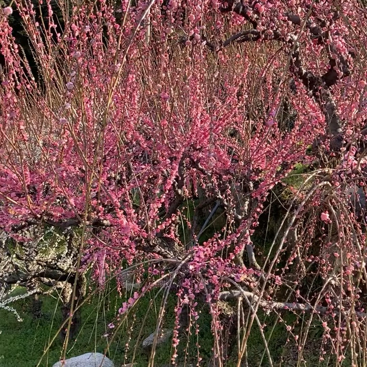 玉置浩二-プレゼントを🌸歌好きやっちゃん🌸💕が歌ってみた - UTAO